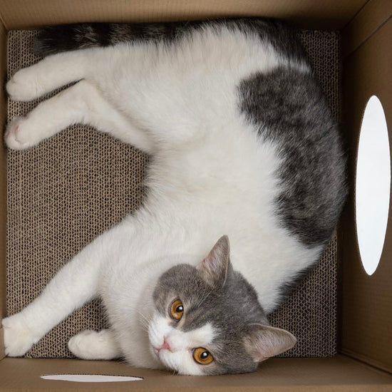 Cat Scratcher Milk Box House With Scratching Pad